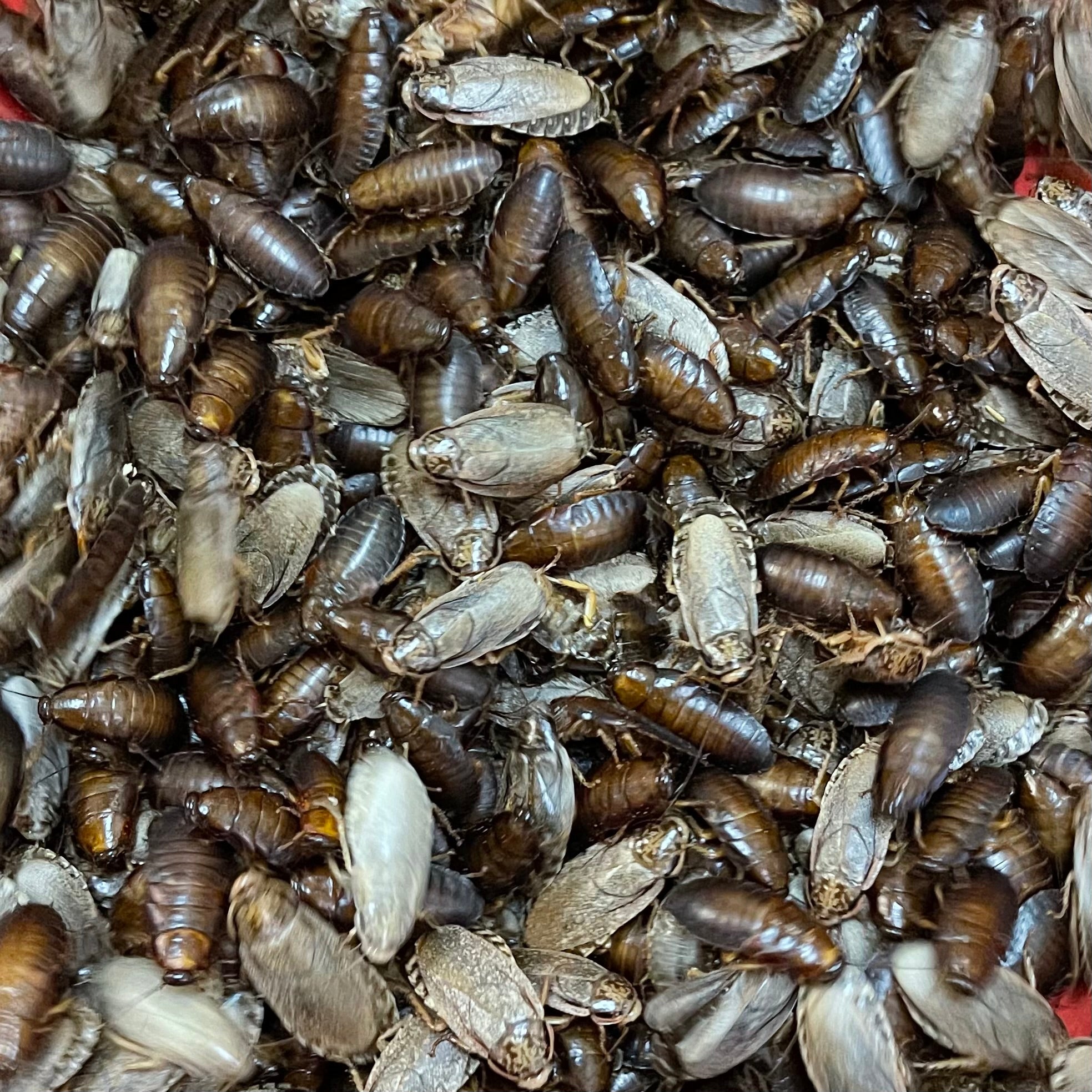 Wonderful Woodies - feeder insects for animals – Nest Box Online