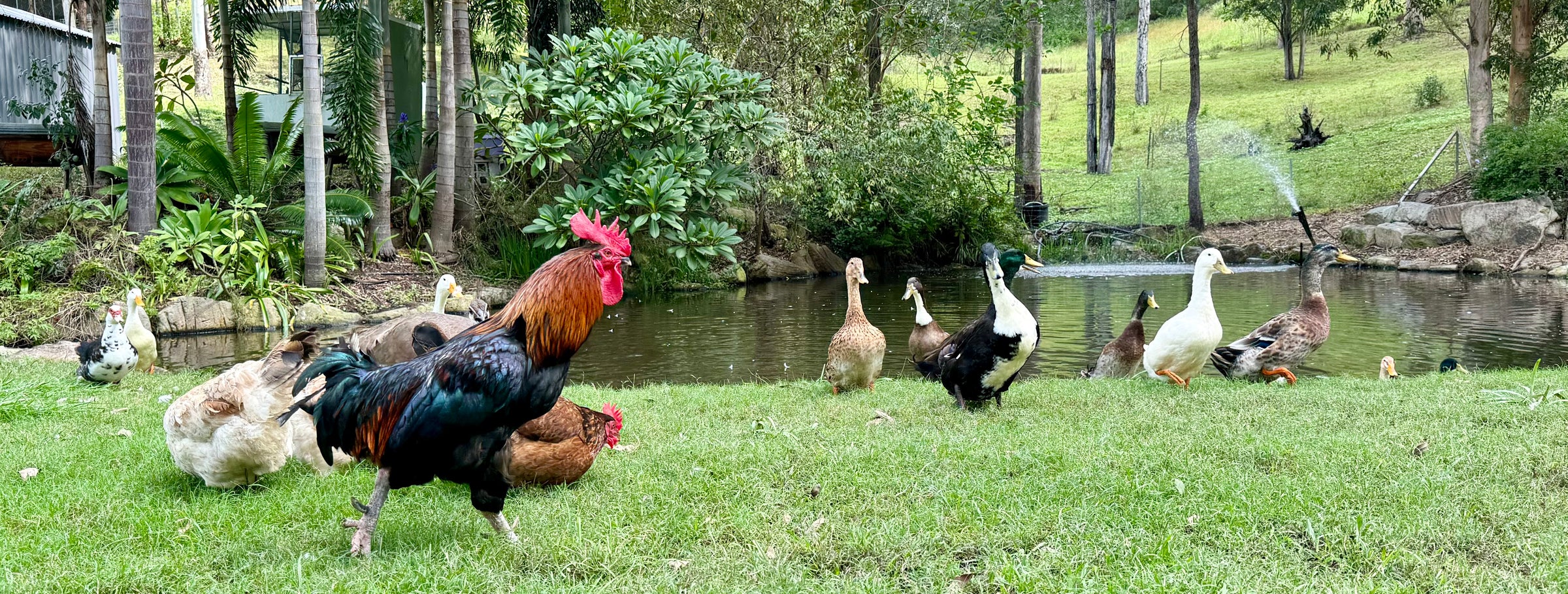 Premium Live Insects for Chickens & Birds – Nest Box Online