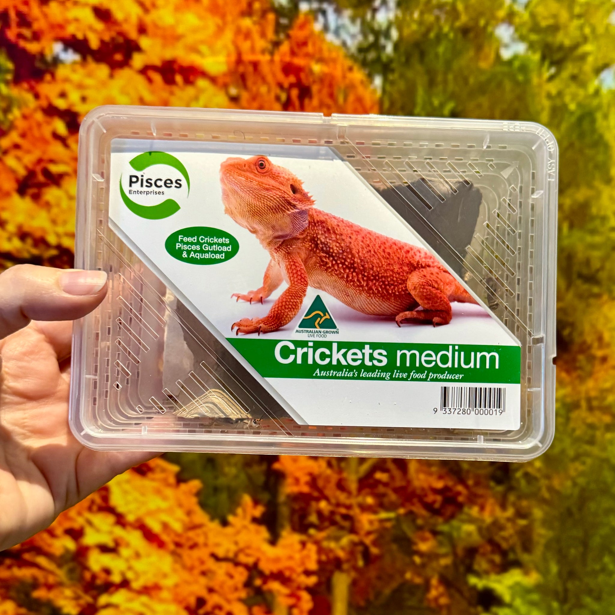 Medium Cricket Tub - Nest Box Online Australia