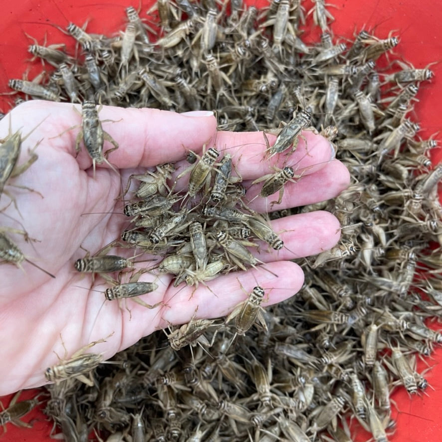 Bulk Large Crickets - Nest Box Online Australia