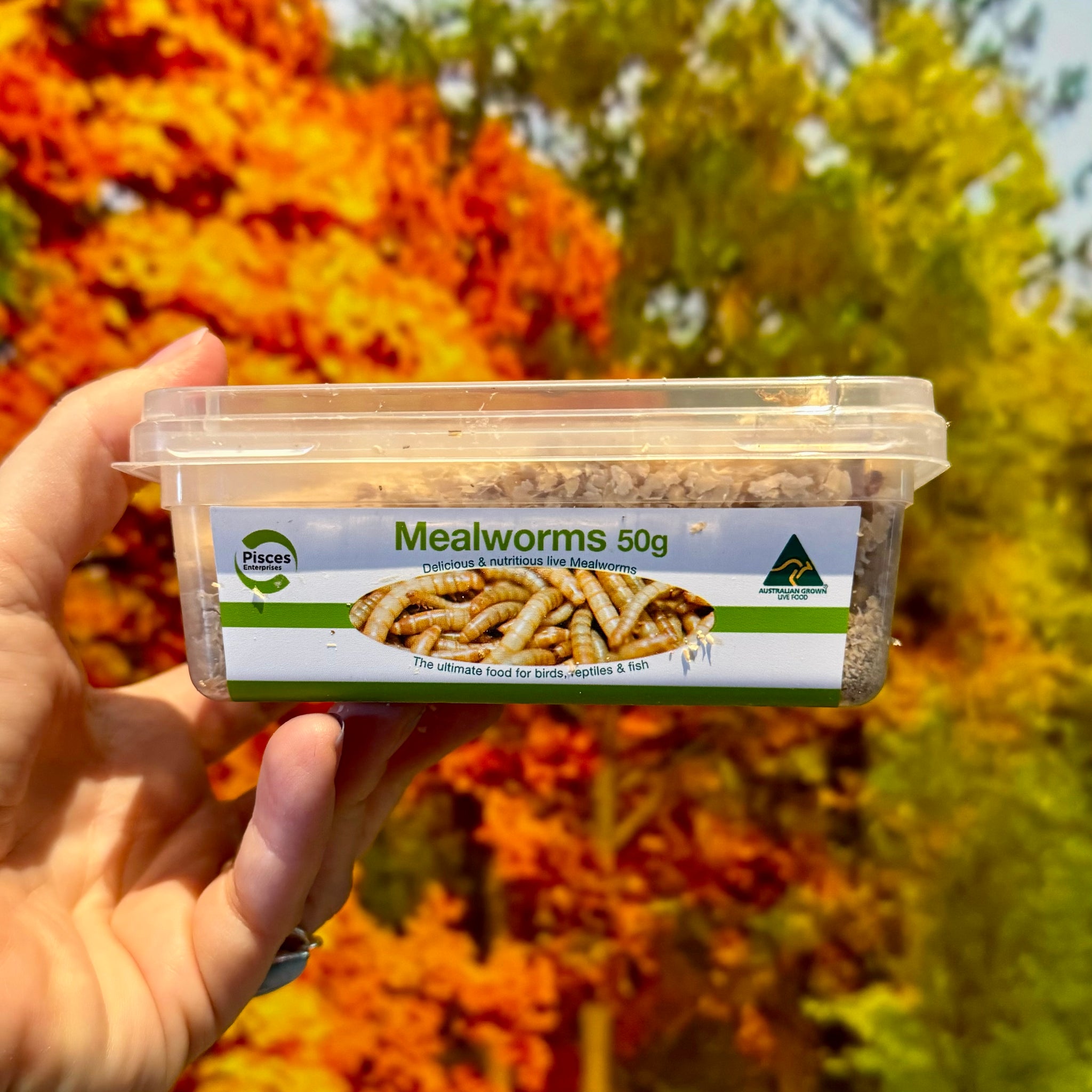 Mealworm Tub 100g - Nest Box Online Australia