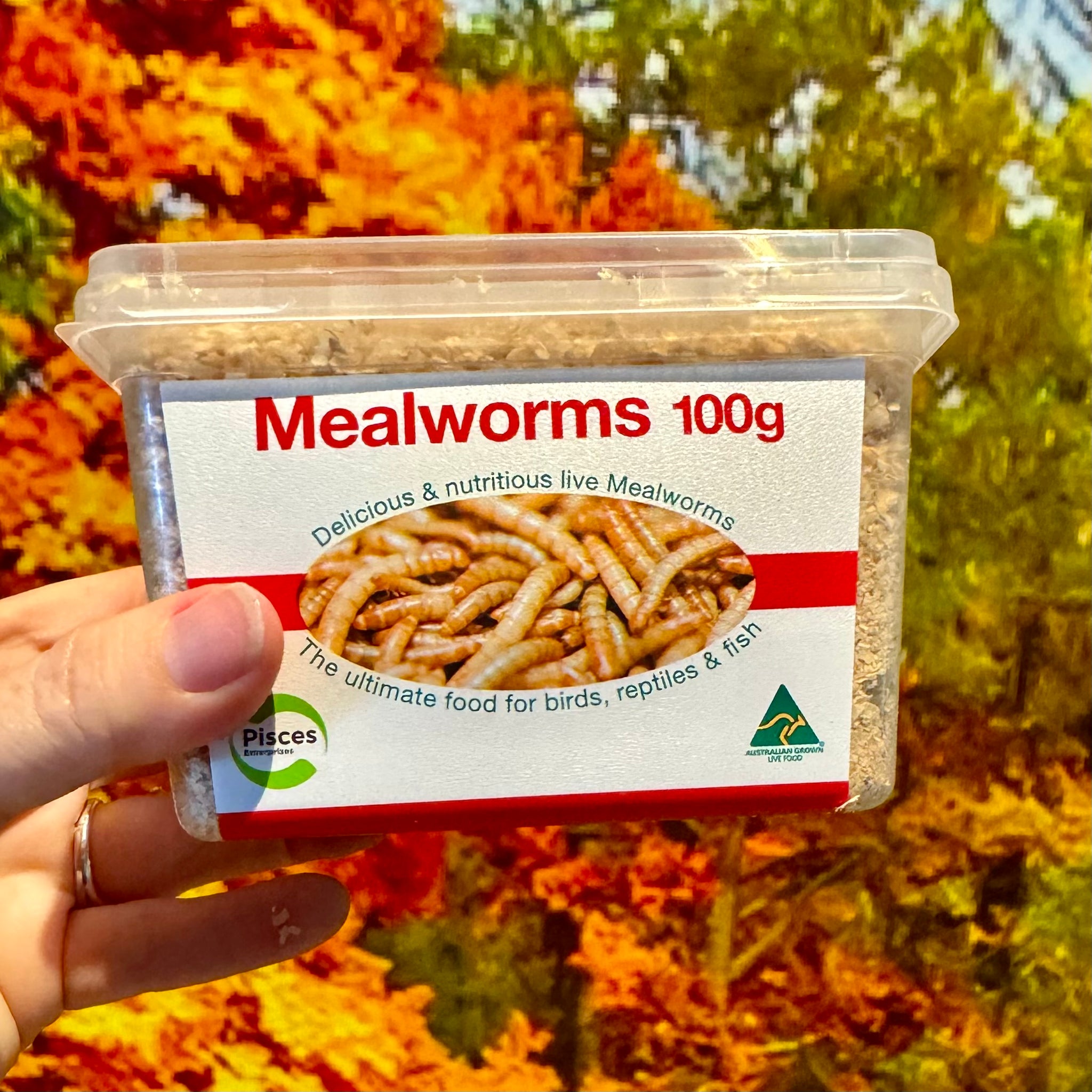 Mealworm Tub 100g - Nest Box Online Australia