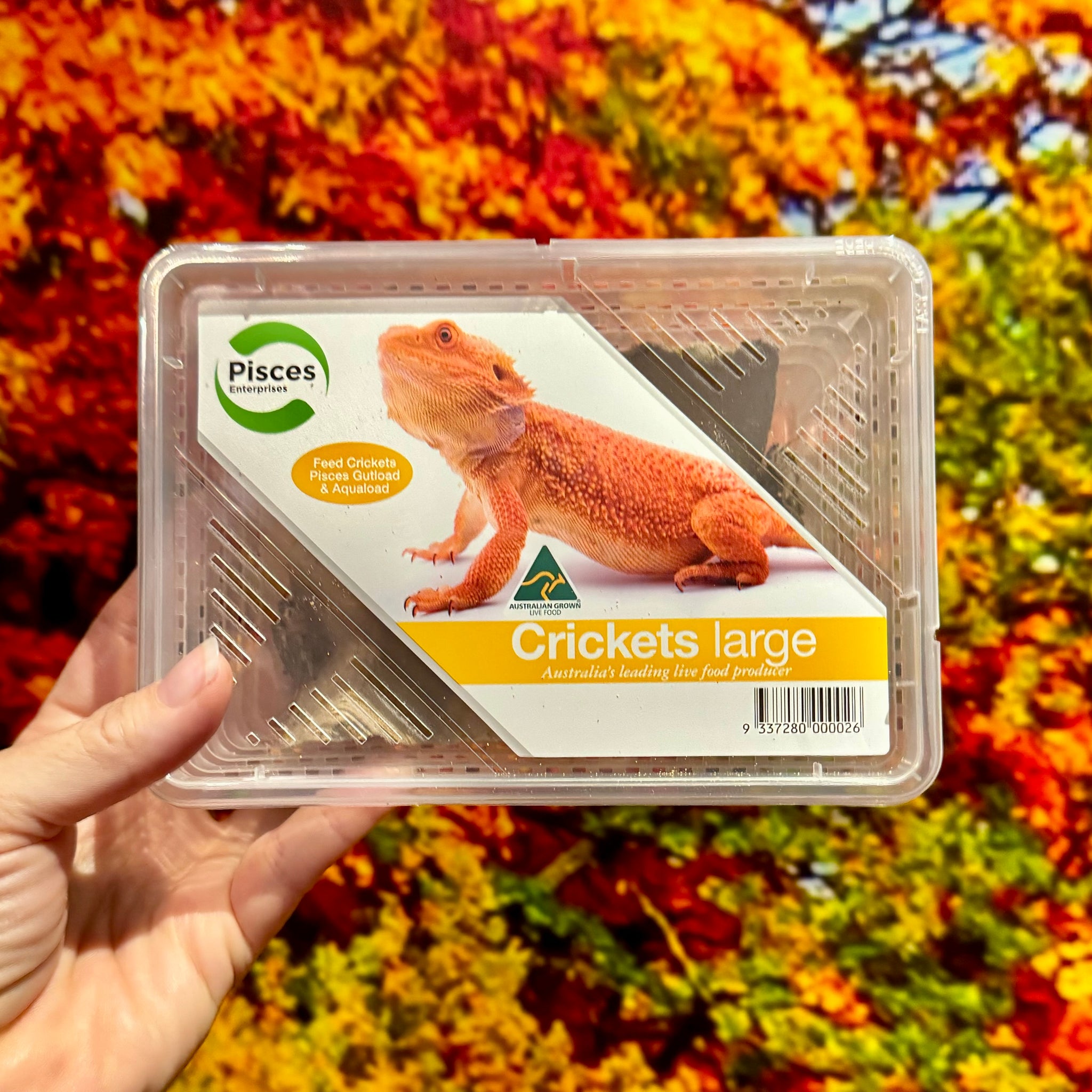 Large Cricket Tub - Nest Box Online Australia