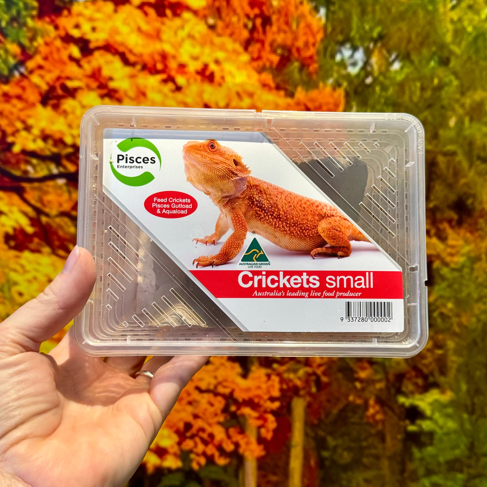 Small Cricket Tub - Nest Box Online Australia