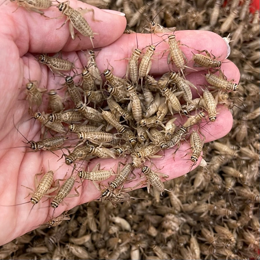 Bulk Medium Crickets - Nest Box Online Australia