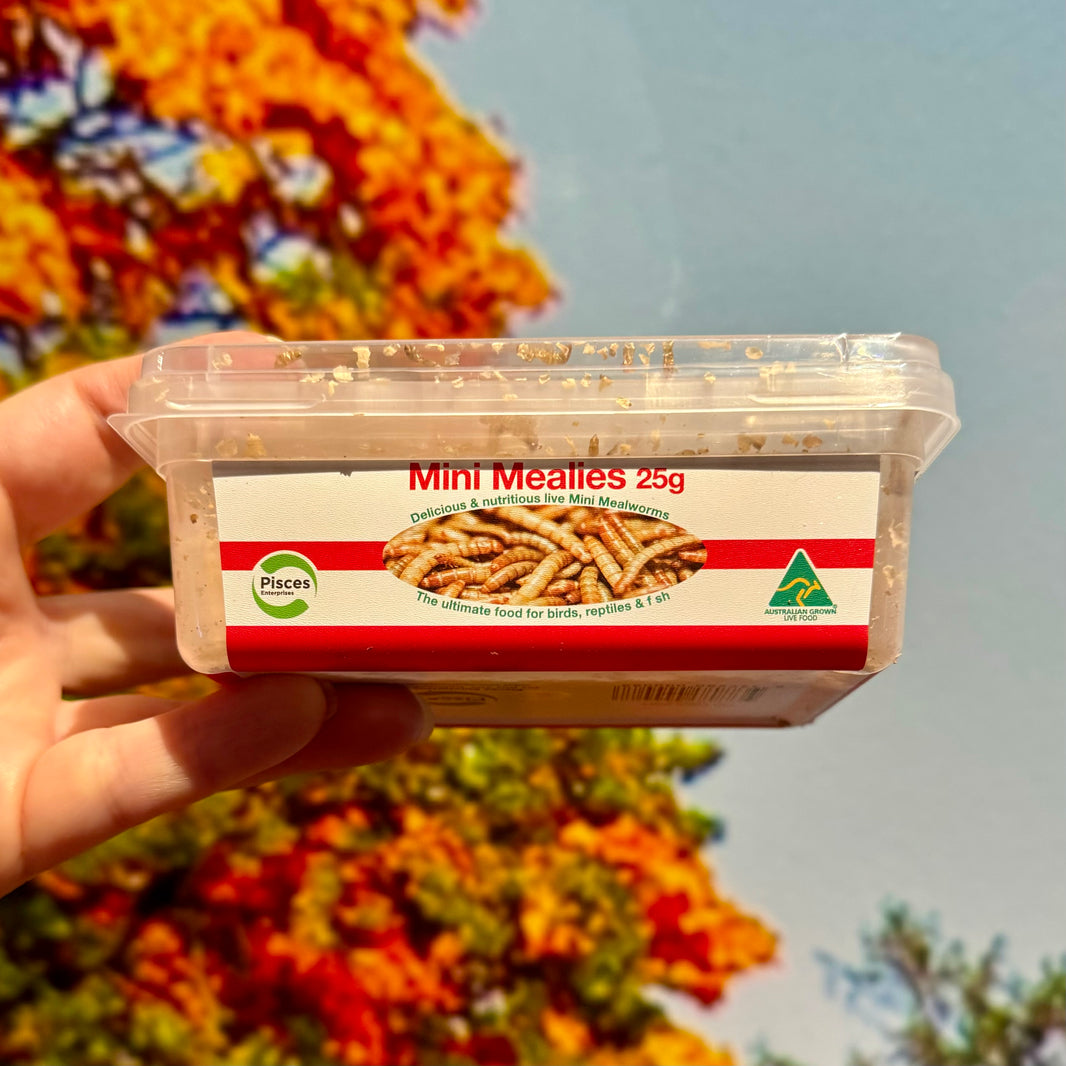 Shop for Australian-grown Mealworms, Superworms and Giant Mealworms ...