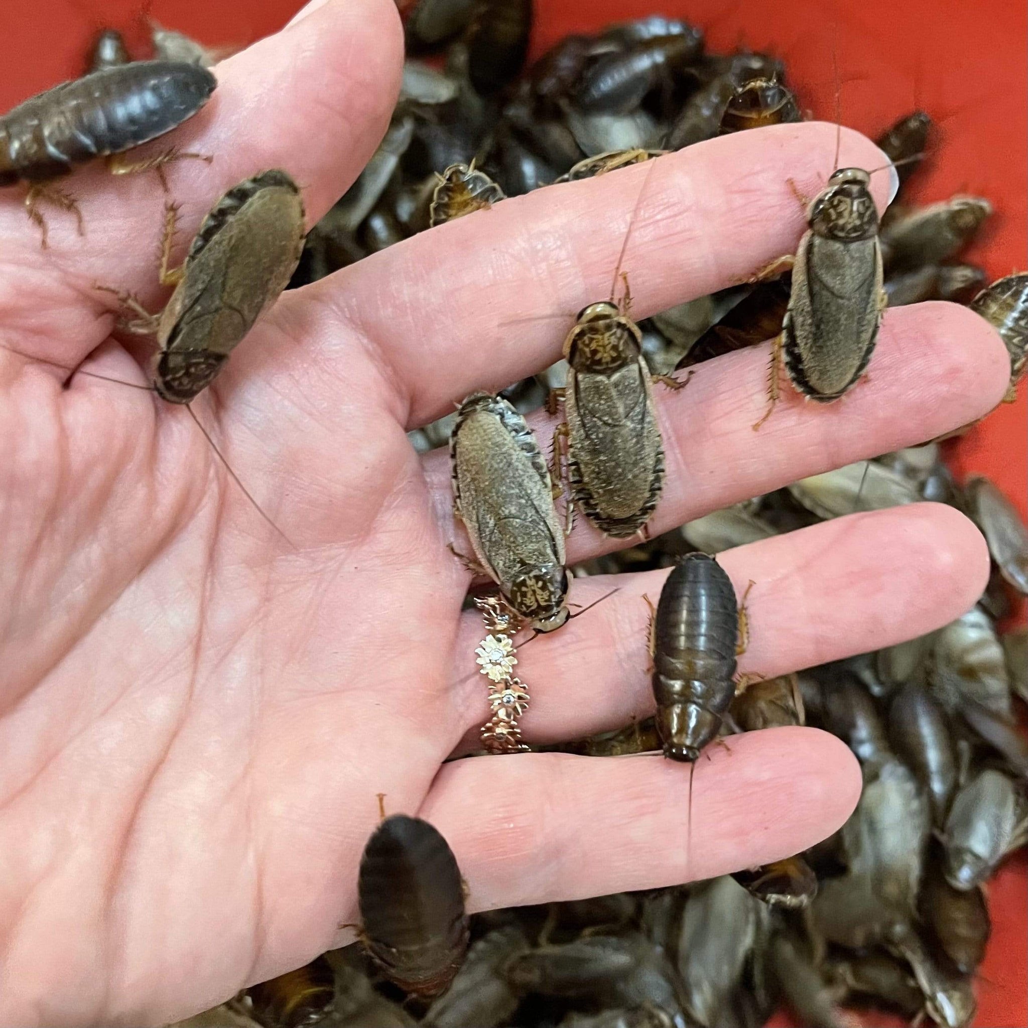 Bulk Large Woodies - Nest Box Online Australia